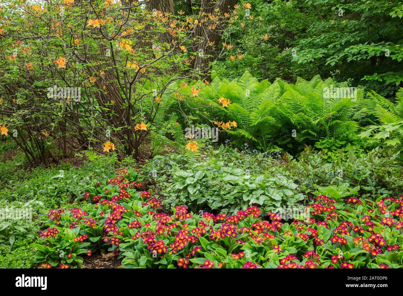 Primula - Primrose, Brunnera macrophylla - Siberian bugloss, orange ...
