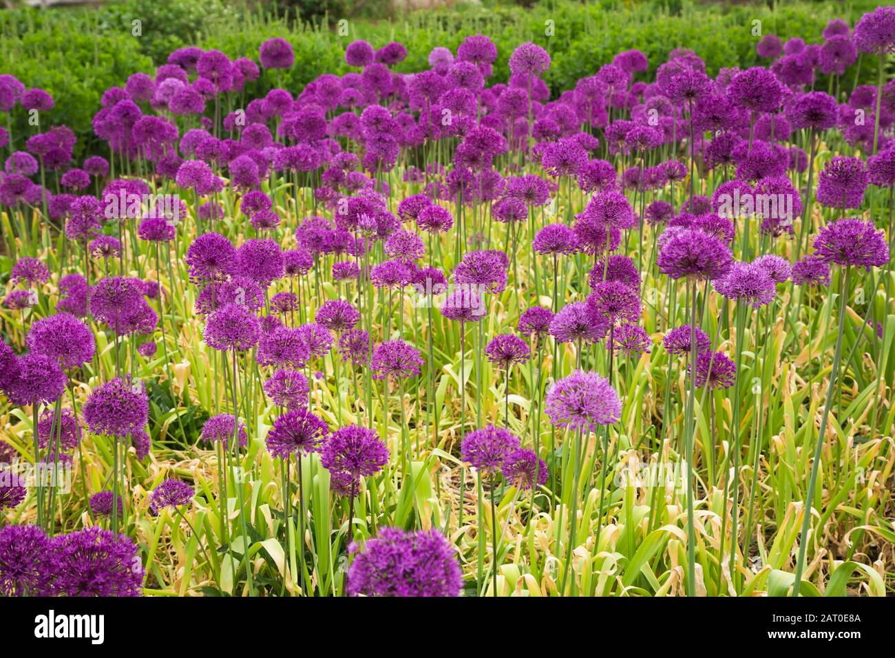 Allium Border High Resolution Stock Photography and Images - Alamy