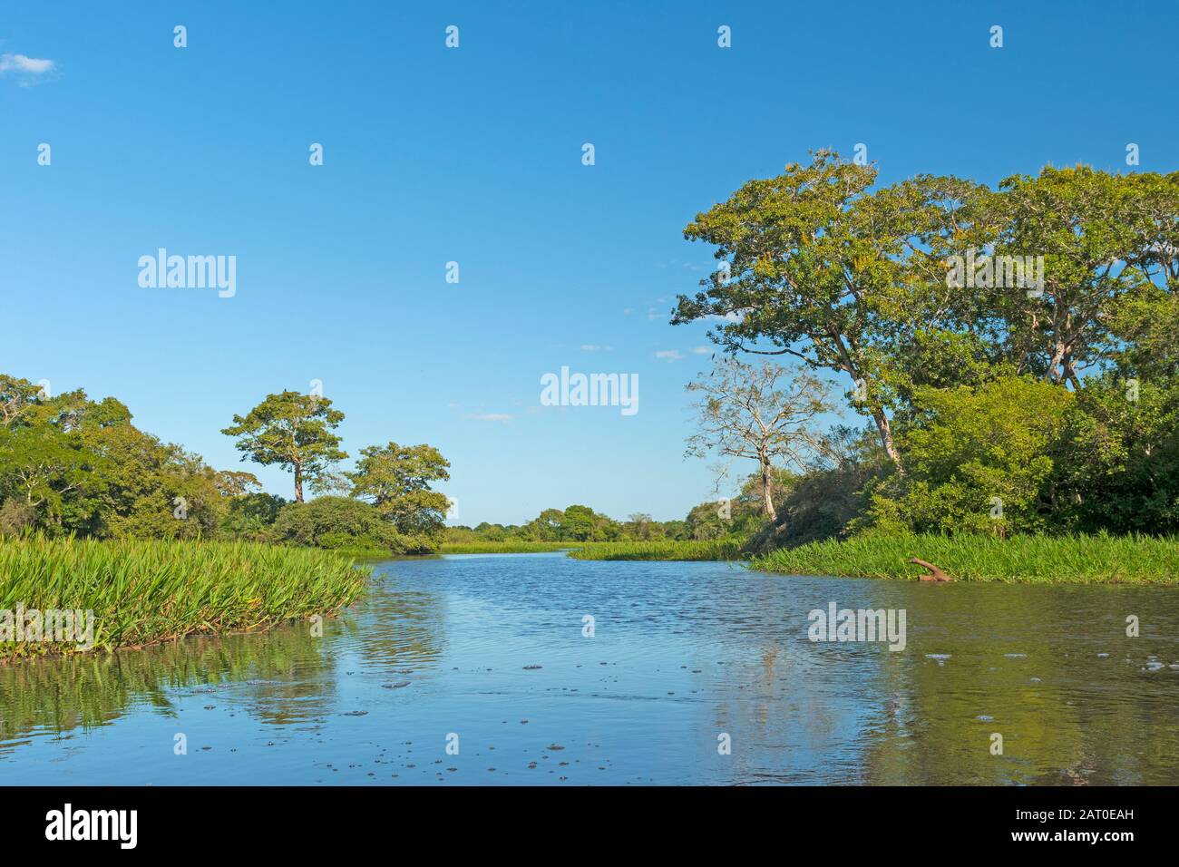 Slow Moving Stream in the Pantanal Wetlands in Brazil Stock Photo - Alamy