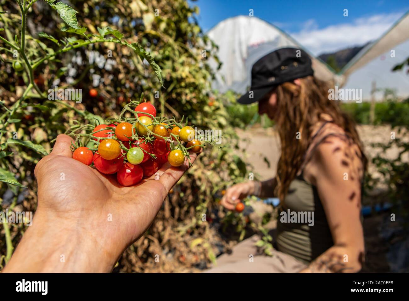 a cluster of ripe, ripening and unripe cherry tomatoes on hand ...