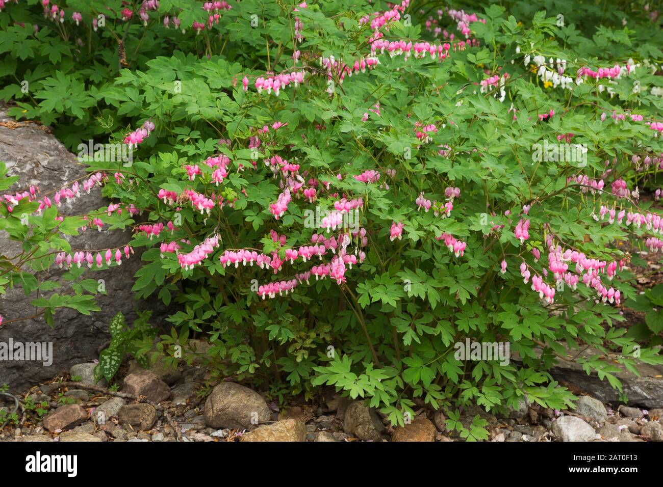 Pink flowering Dicentra spectablis - Bleeding Heart in rocked edged ...