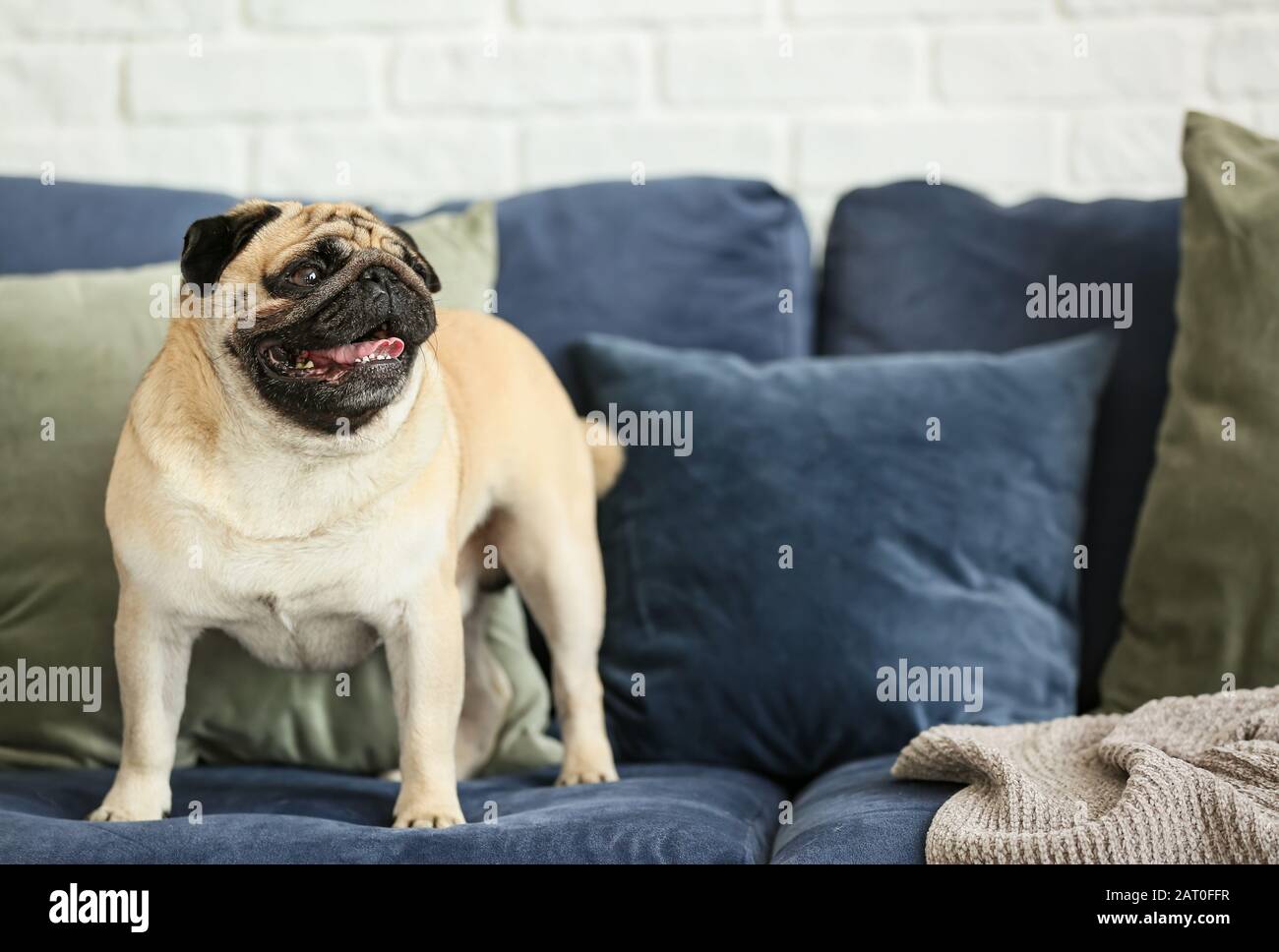 Cute pug dog on sofa at home Stock Photo - Alamy