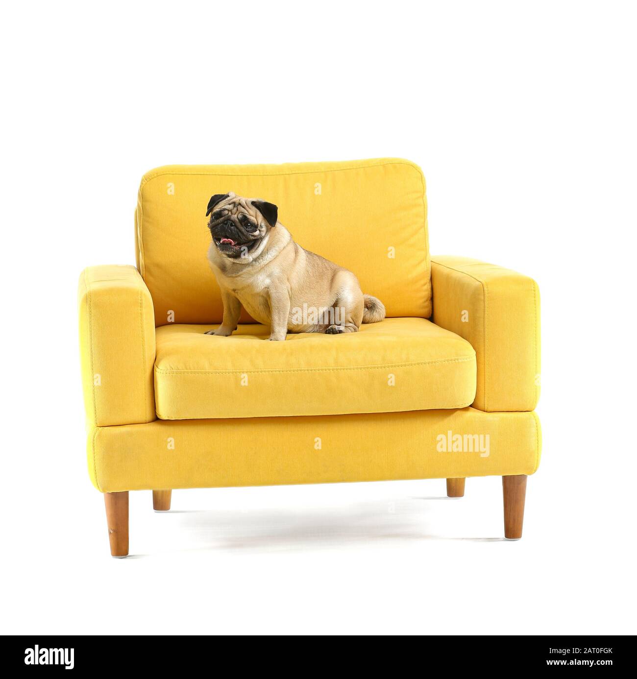 Dog on armchair Cut Out Stock Images & Pictures - Alamy