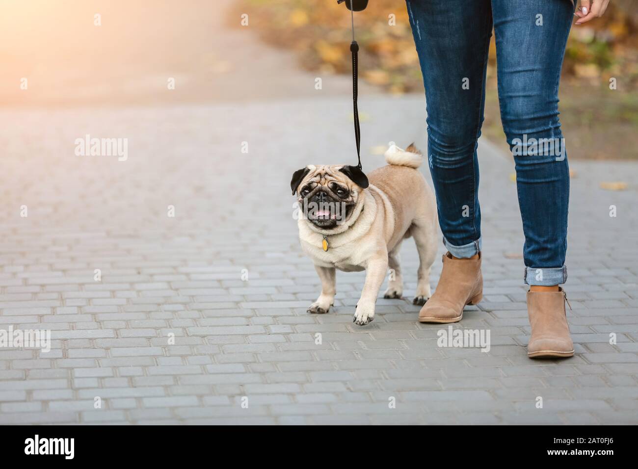 Cute pug dog with owner walking outdoors Stock Photo - Alamy