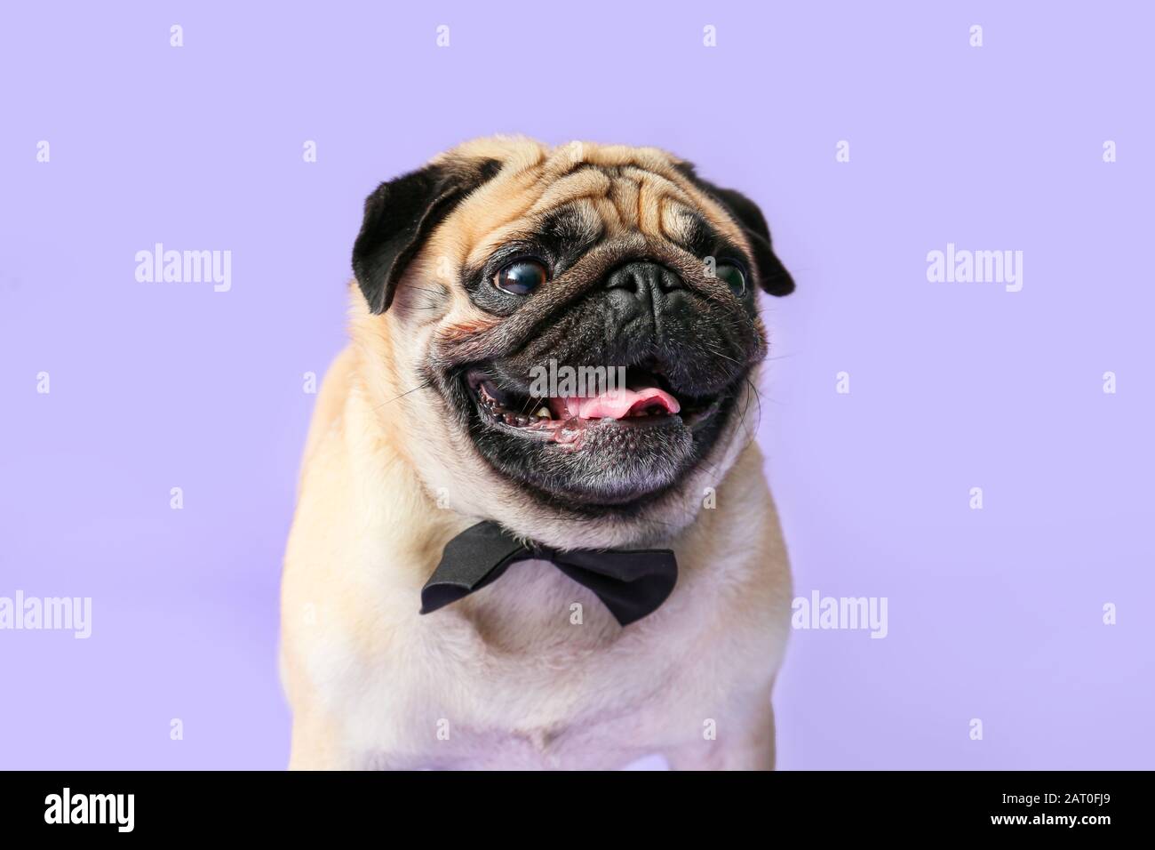 Cute pug dog with bowtie on color background Stock Photo - Alamy