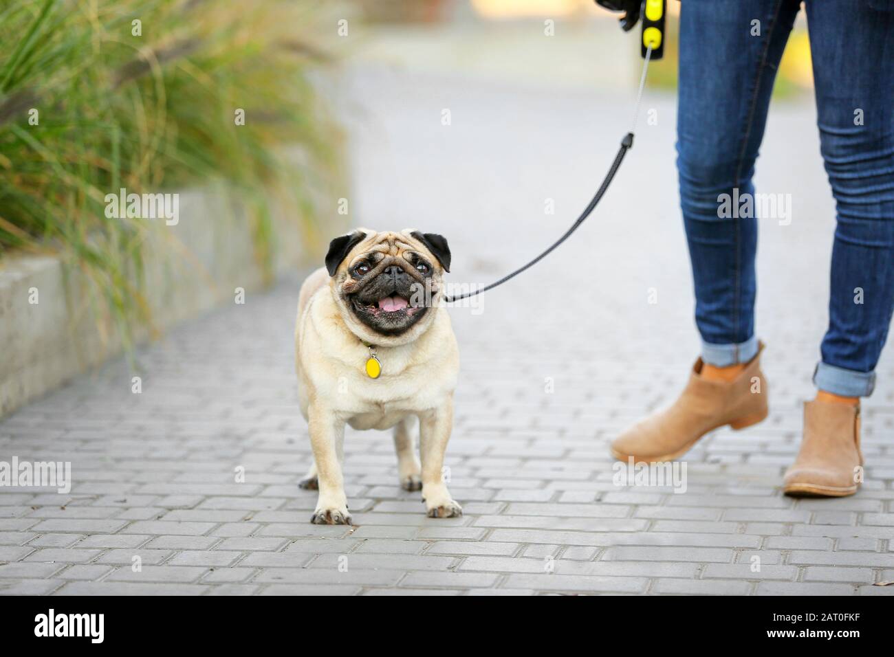Cute pug dog with owner walking outdoors Stock Photo - Alamy