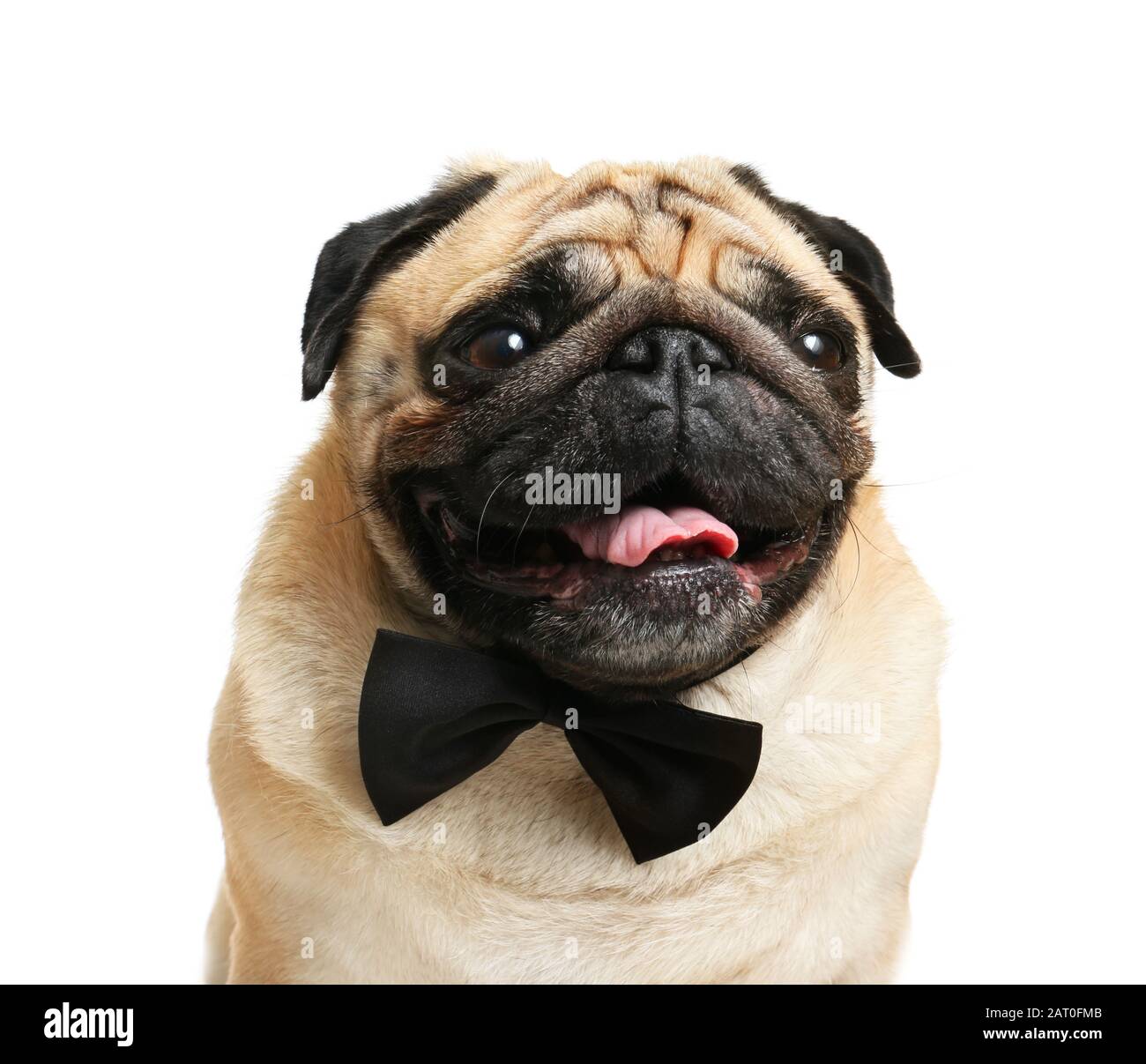 Cute pug dog with bowtie on white background Stock Photo - Alamy