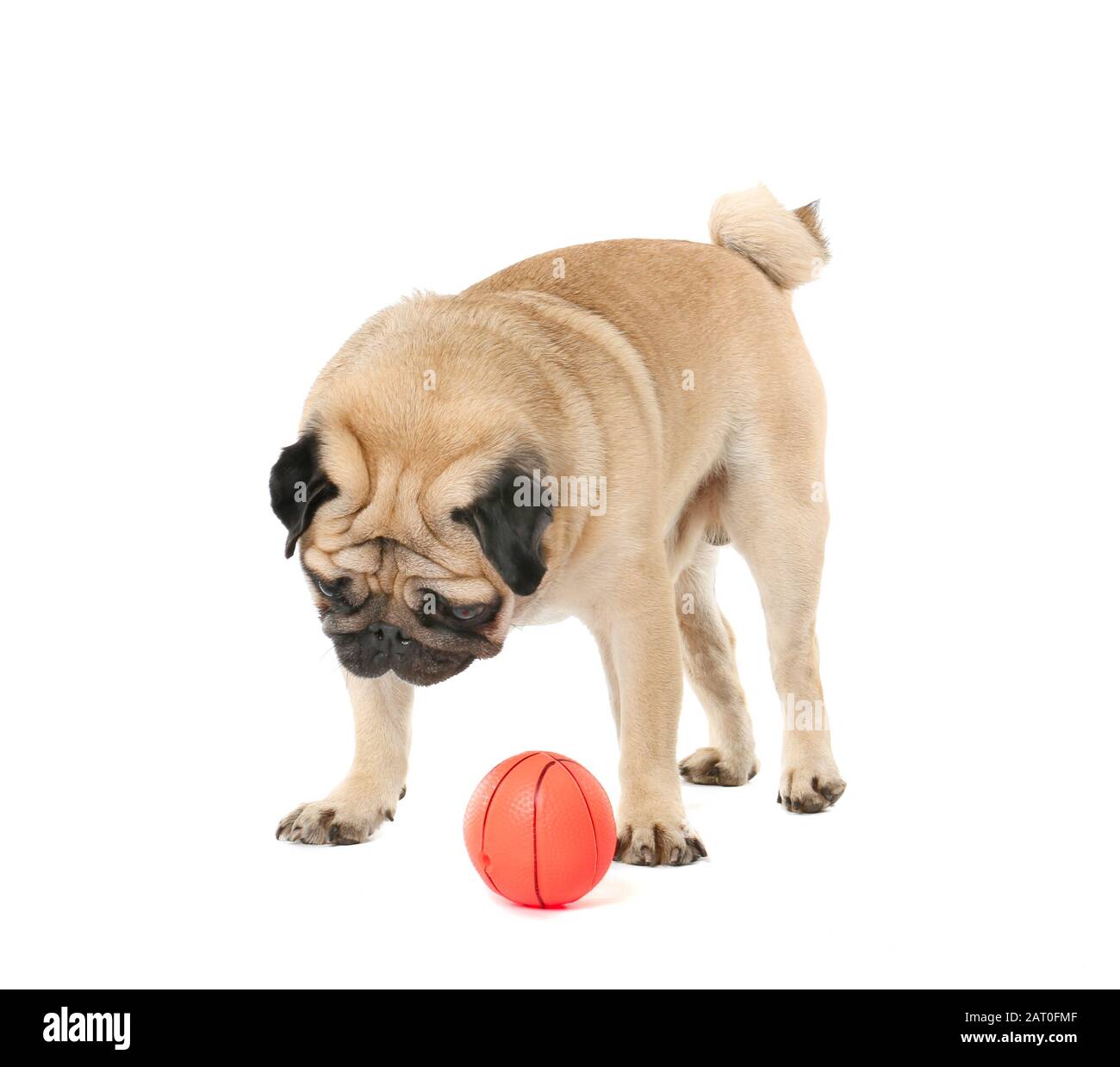 Cute pug dog with toy ball on white background Stock Photo - Alamy