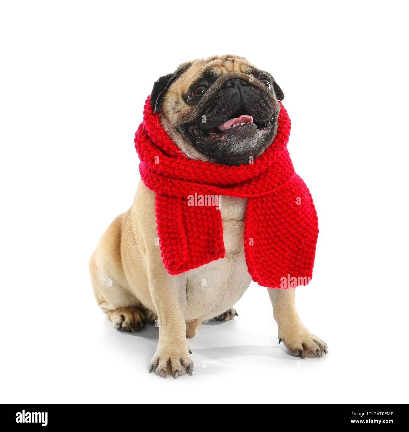 Cute pug dog in warm scarf on white background Stock Photo - Alamy