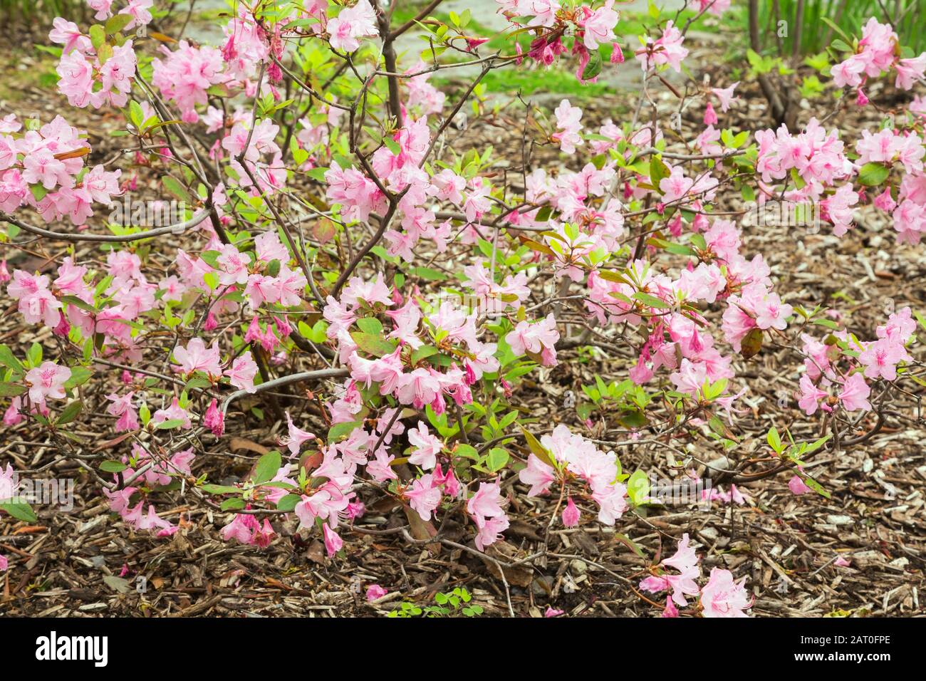 Rhododendron in border hi-res stock photography and images - Alamy