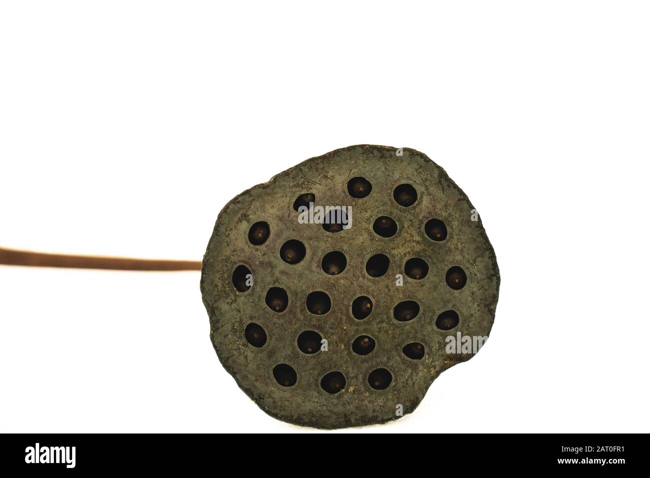 The Black dry lotus seed isolated on white background Stock Photo - Alamy