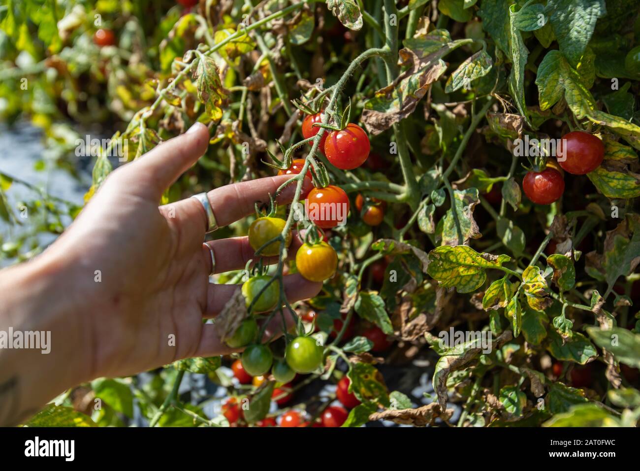 heirloom organic cherry tomato plant, close up shot of farmer's hand ...