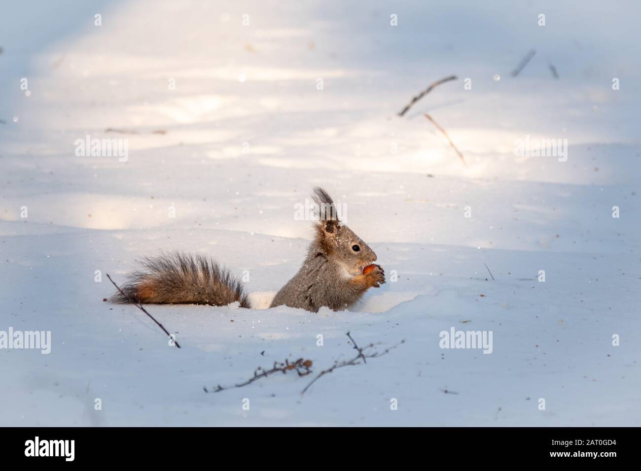 The squirrel sits on white snow with nut. Eurasian red squirrel ...