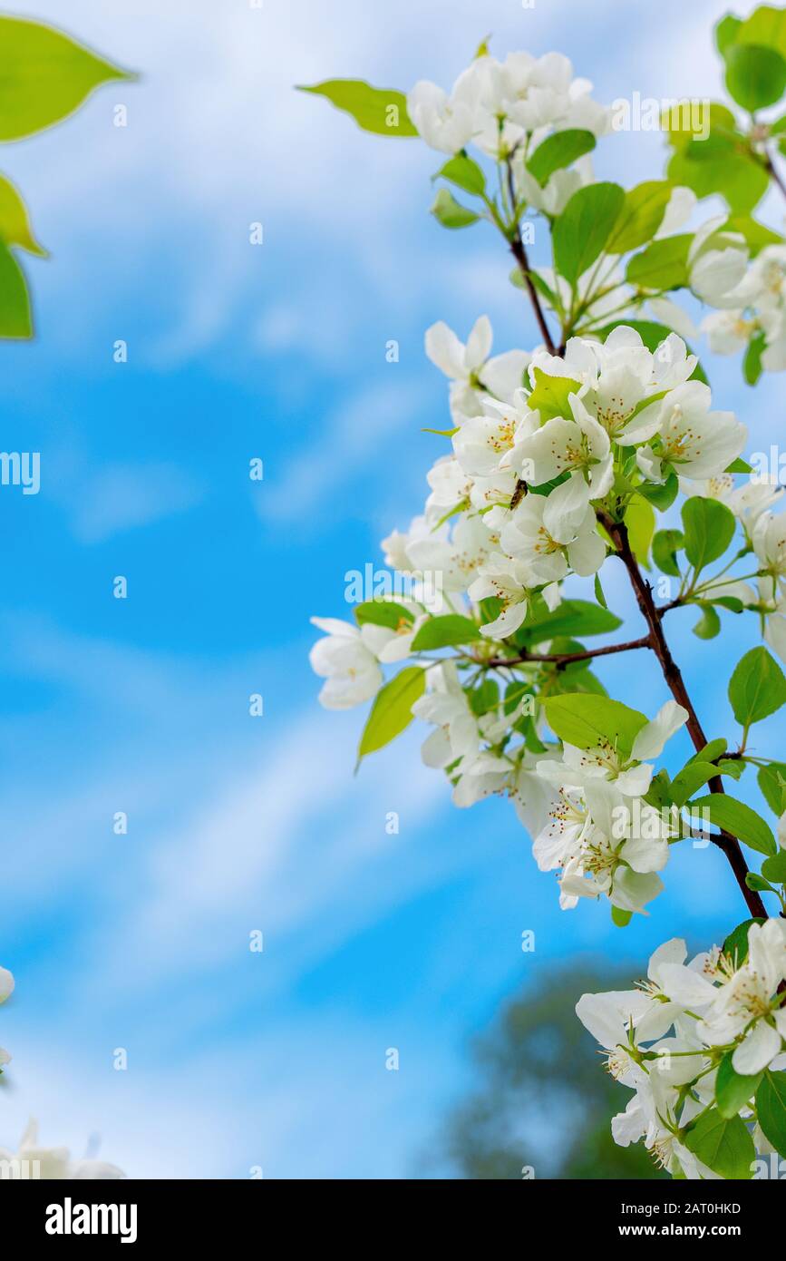 White blooming apple tree on a background of blue sky. Beautiful ...