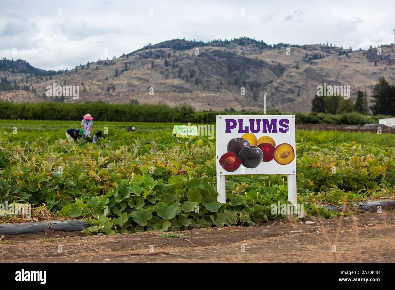 Varieties of plum hi-res stock photography and images - Alamy