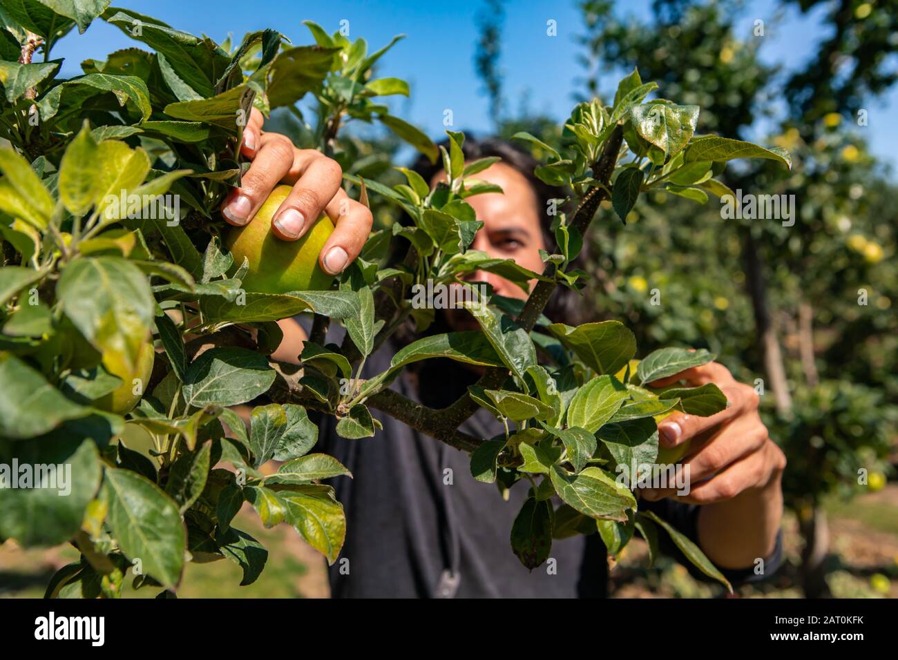 a caucasian man behind the apple tree branches and leaves picking ripe ...