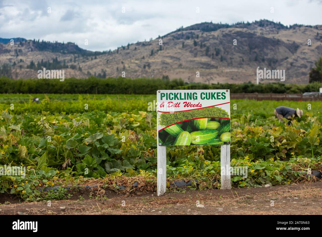 Pickling poster hi-res stock photography and images - Alamy