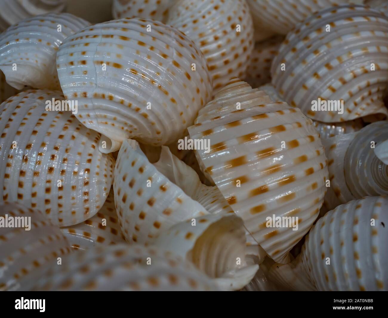 A Pile of Tan and White Sea Shells Stock Photo - Alamy