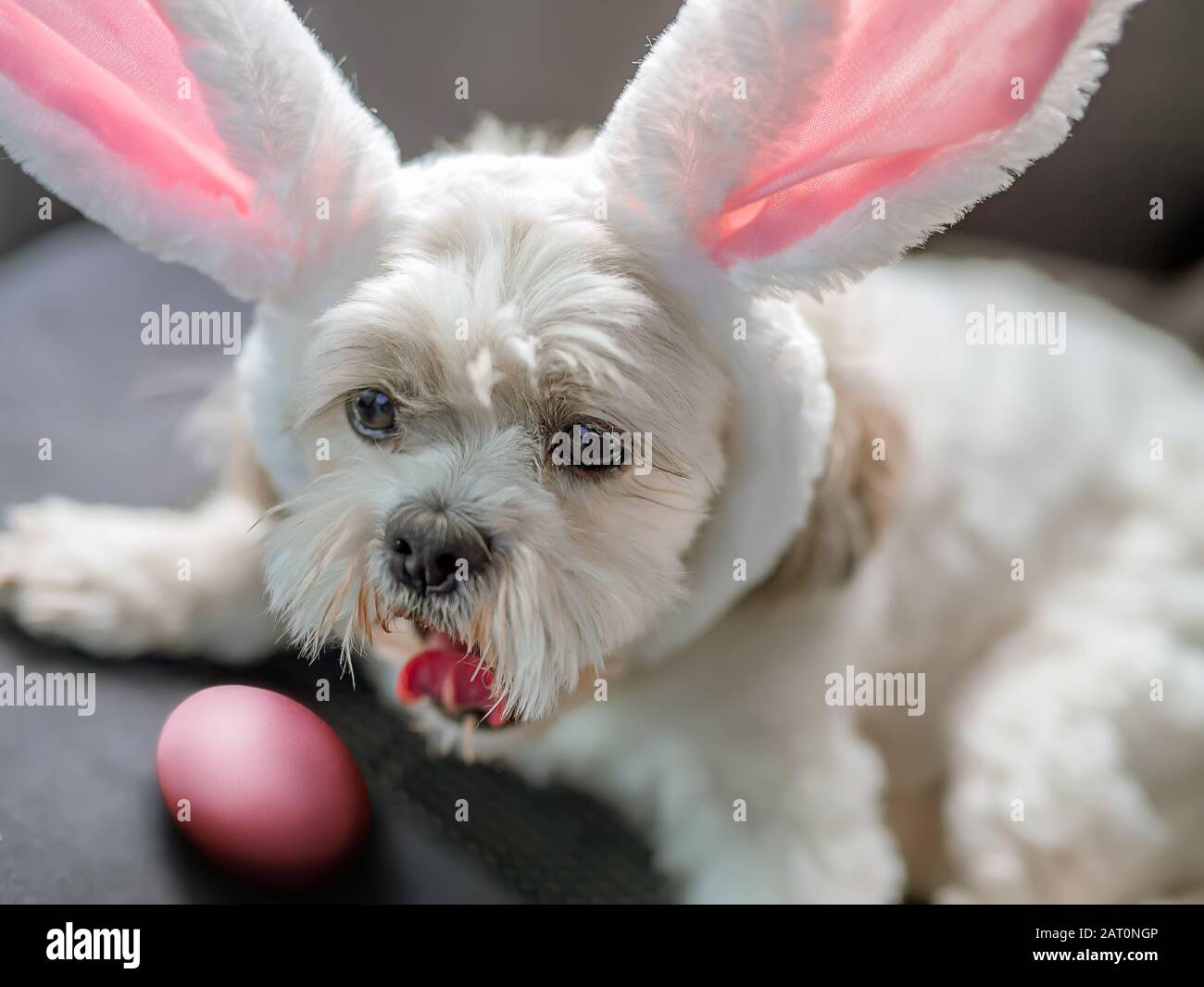 Egg Whites For Dogs