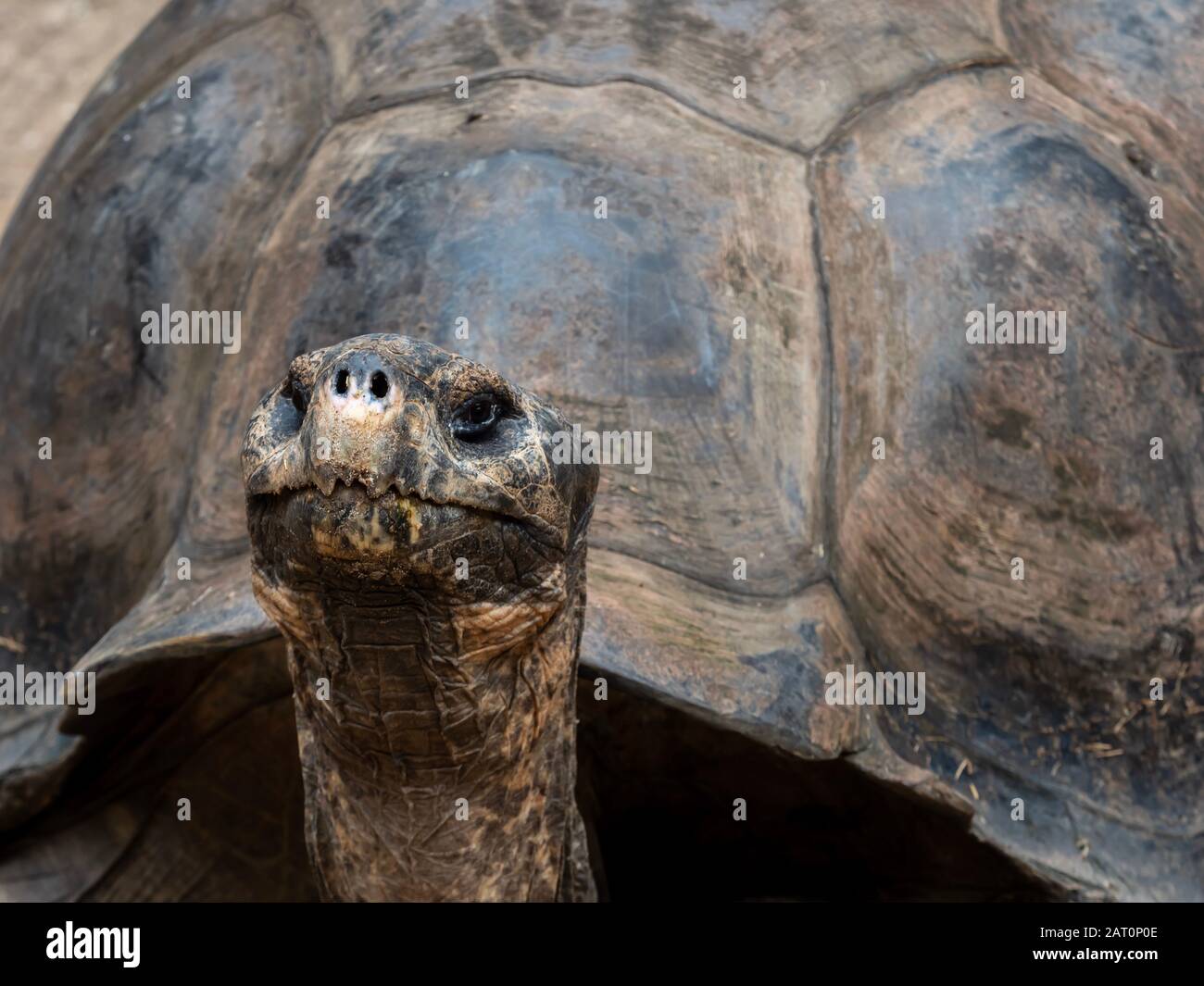 Tortoise shell box hi-res stock photography and images - Alamy