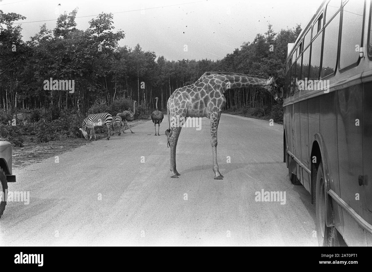 Giraffe bus Black and White Stock Photos & Images - Alamy