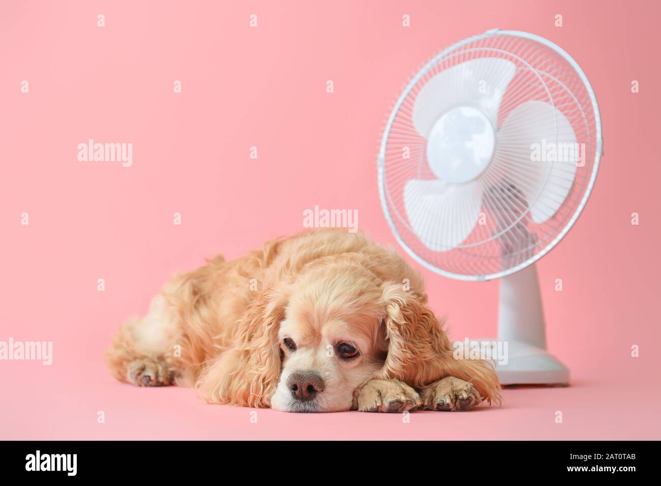 Cute dog and electric fan on color background Stock Photo - Alamy
