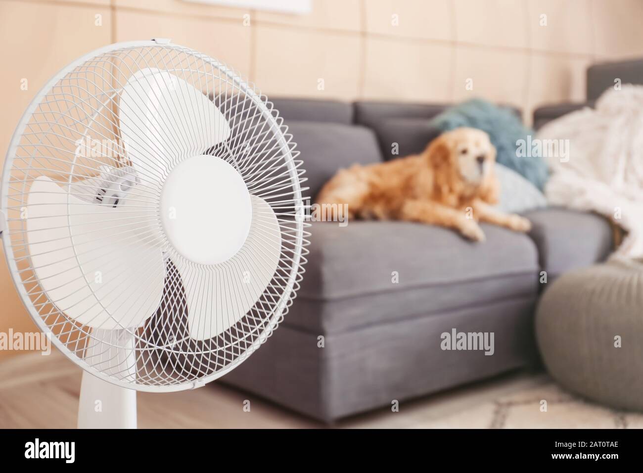 Operating electric fan and cute dog in room Stock Photo - Alamy