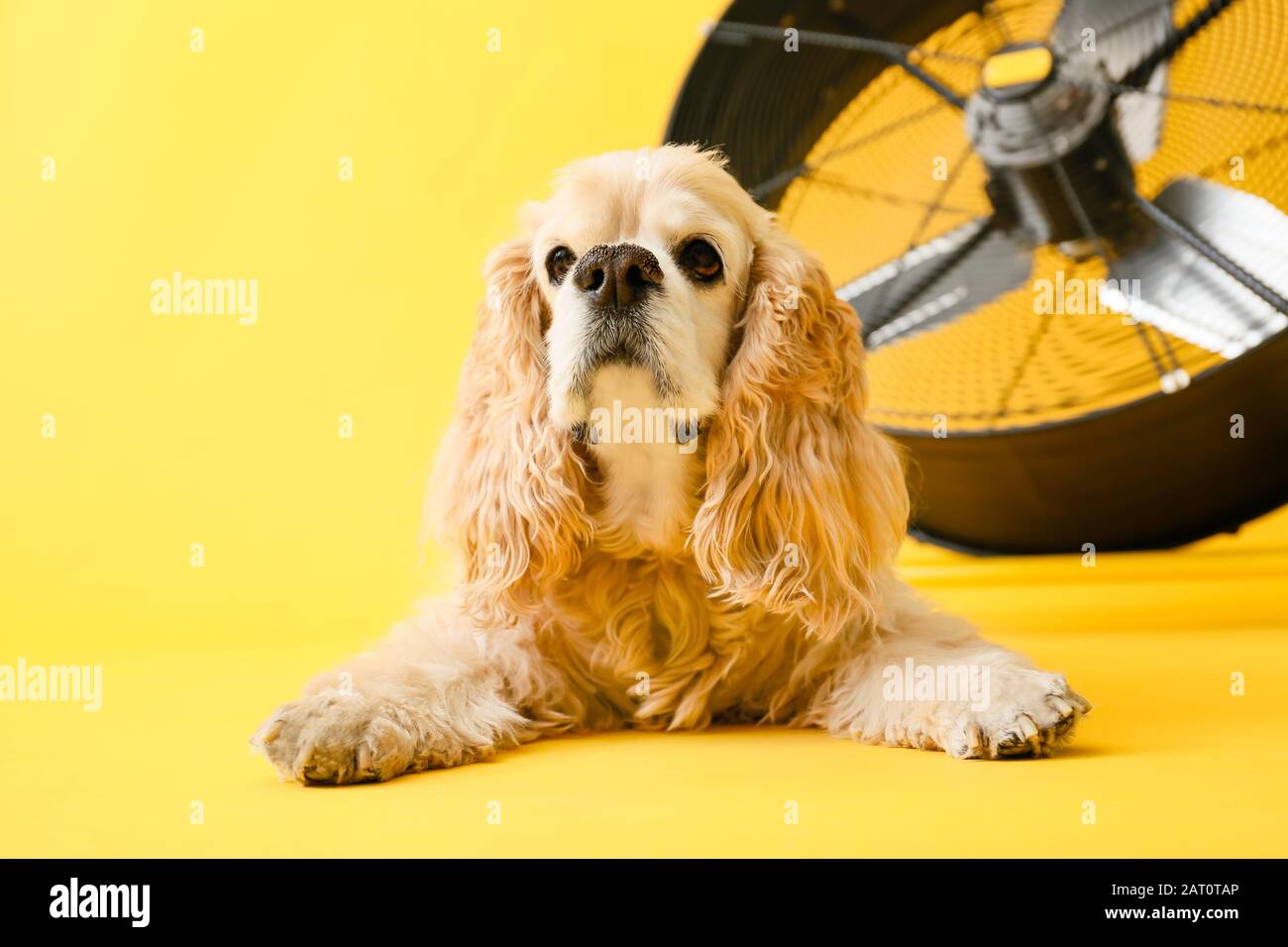 Cute dog and electric fan on color background Stock Photo - Alamy