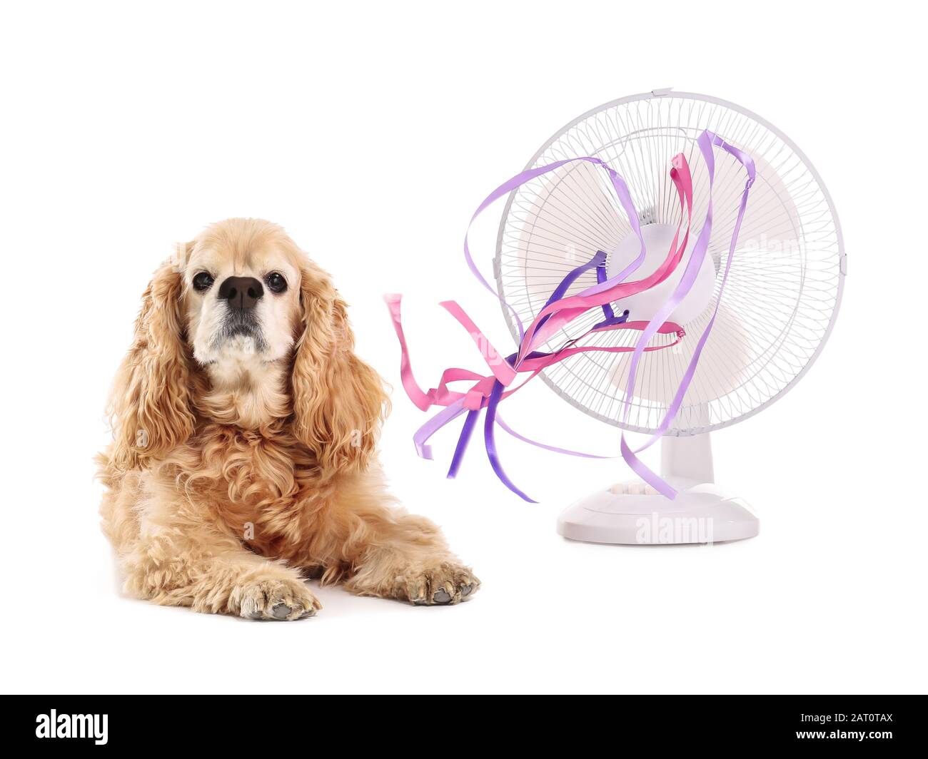 Dog flow Cut Out Stock Images & Pictures - Alamy