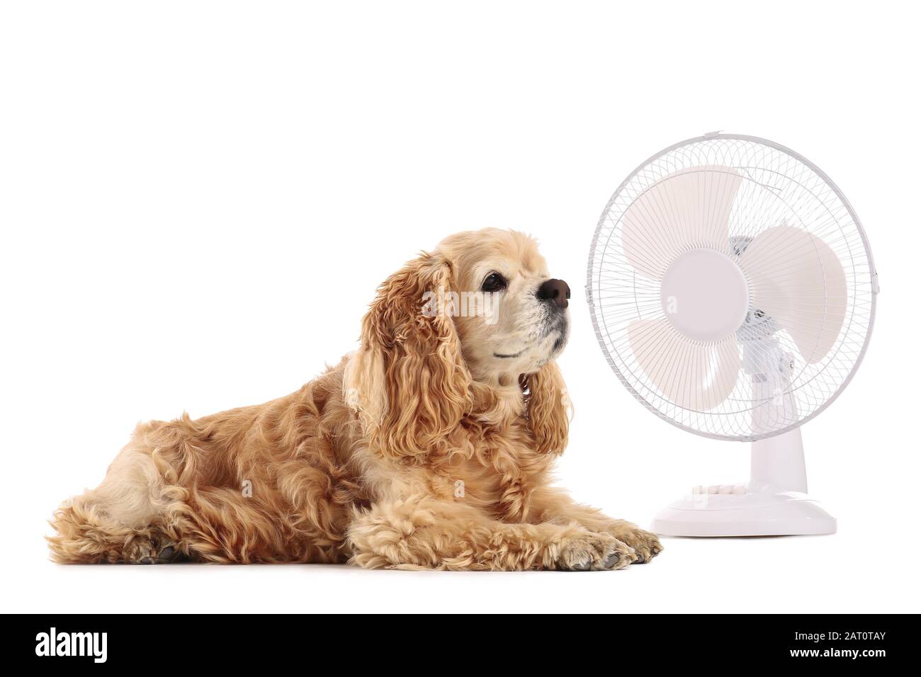 Electric fan and cute dog on white background Stock Photo - Alamy