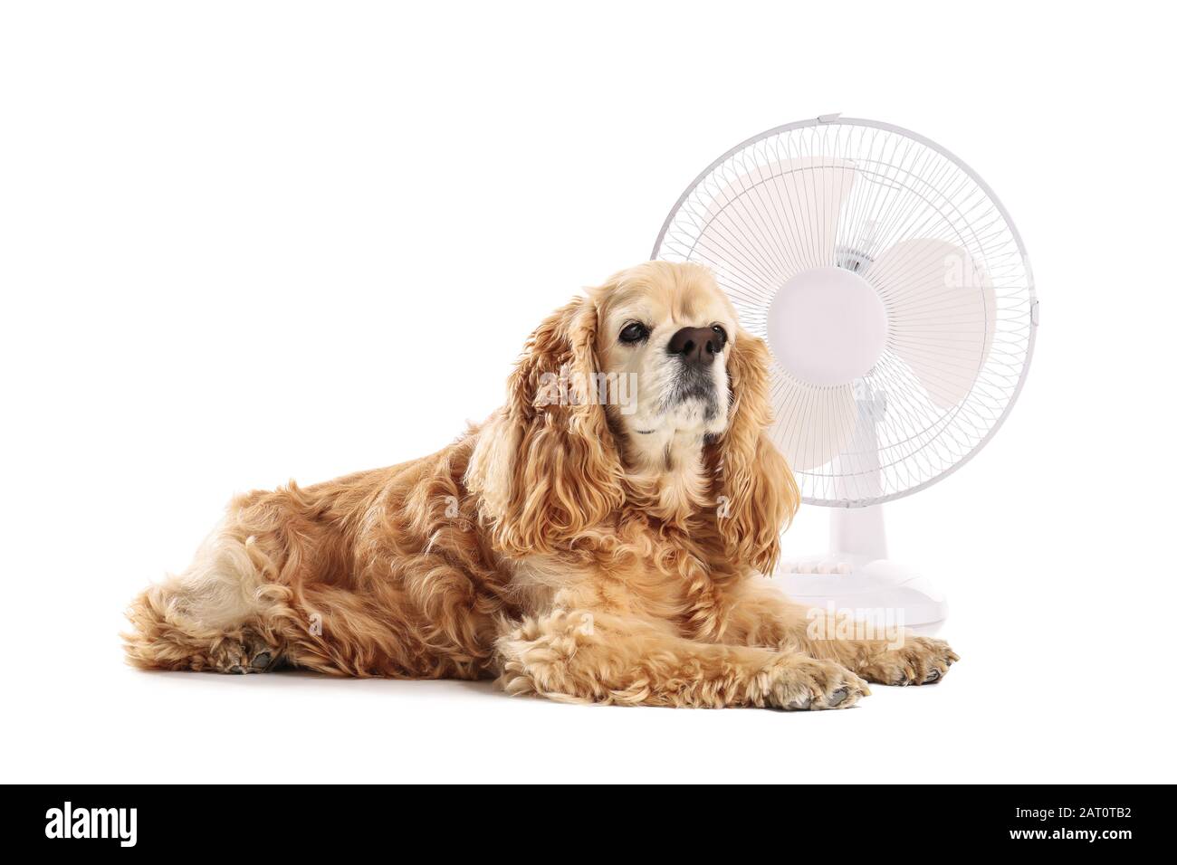 Electric fan and cute dog on white background Stock Photo - Alamy