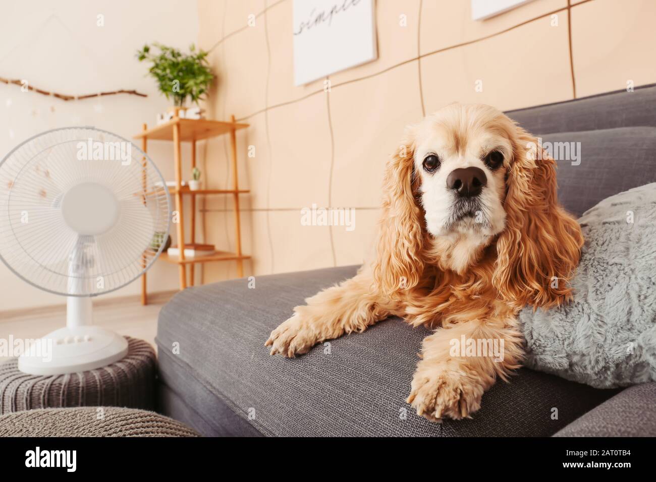 Cute dog in room with operating electric fan Stock Photo - Alamy
