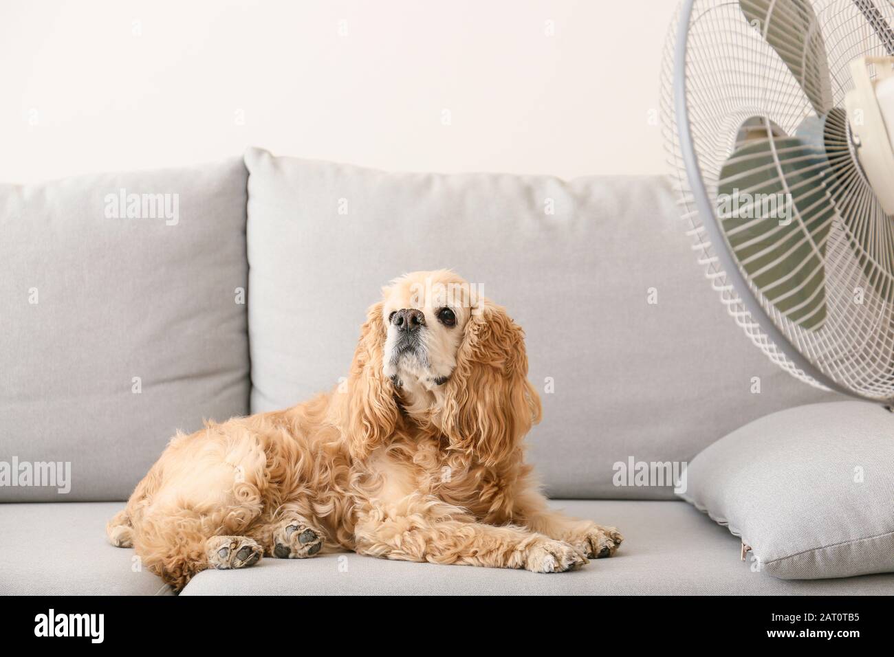 Cute dog in room with operating electric fan Stock Photo - Alamy