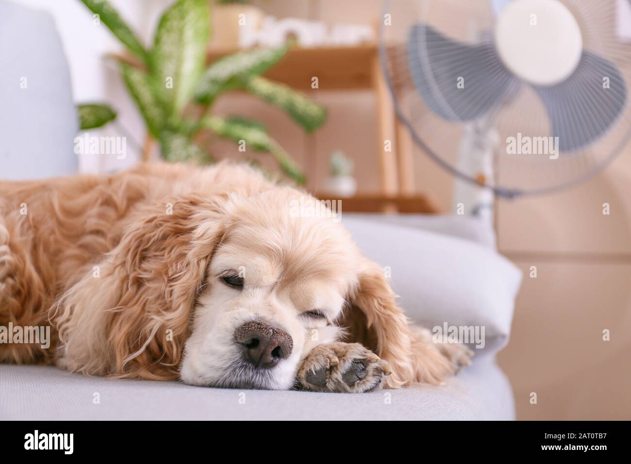 Cute dog in room with operating electric fan Stock Photo - Alamy