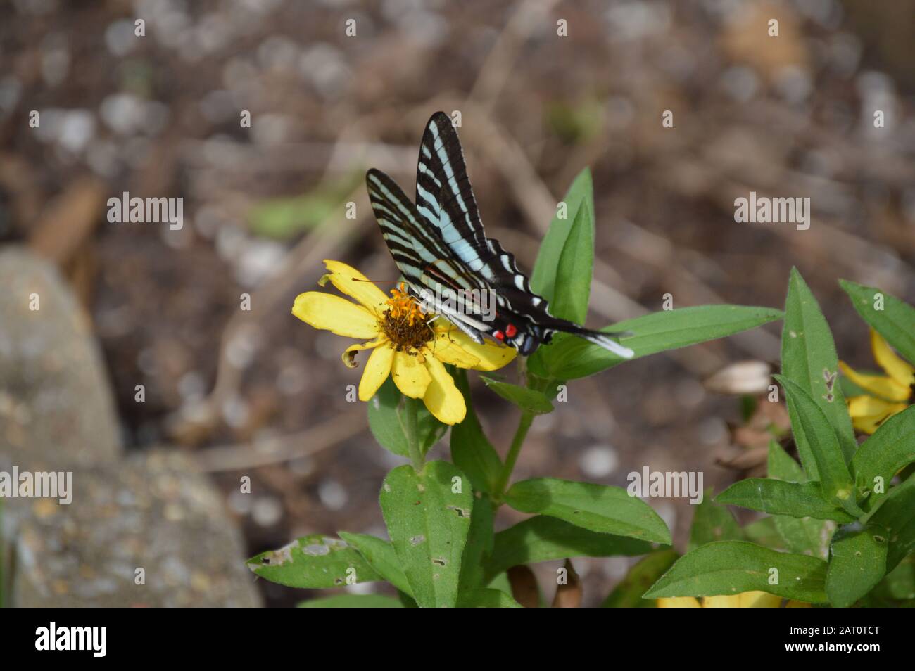 Tiger striped butterfly hi-res stock photography and images - Alamy
