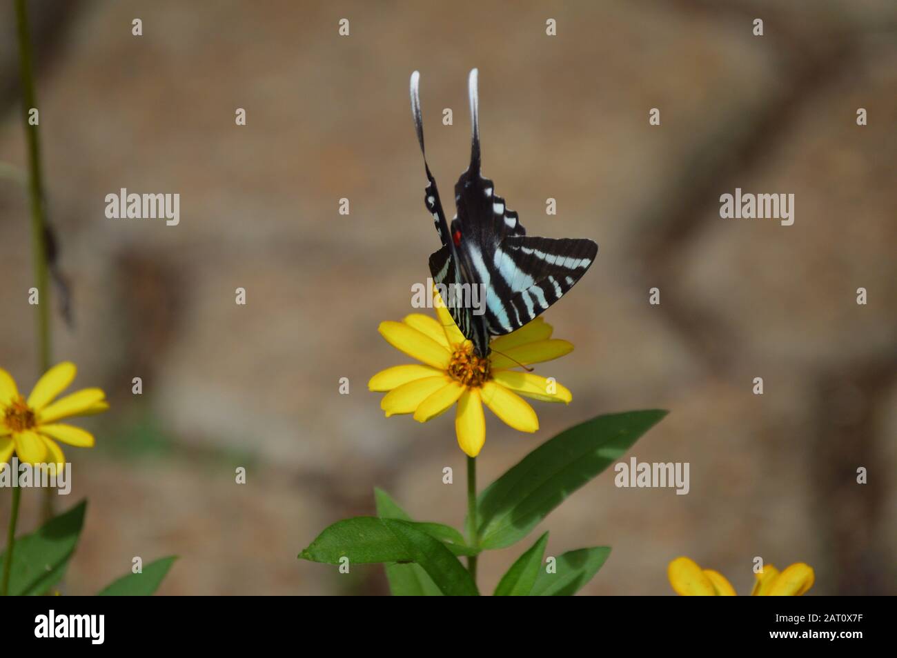 Striped butterfly hi-res stock photography and images - Alamy