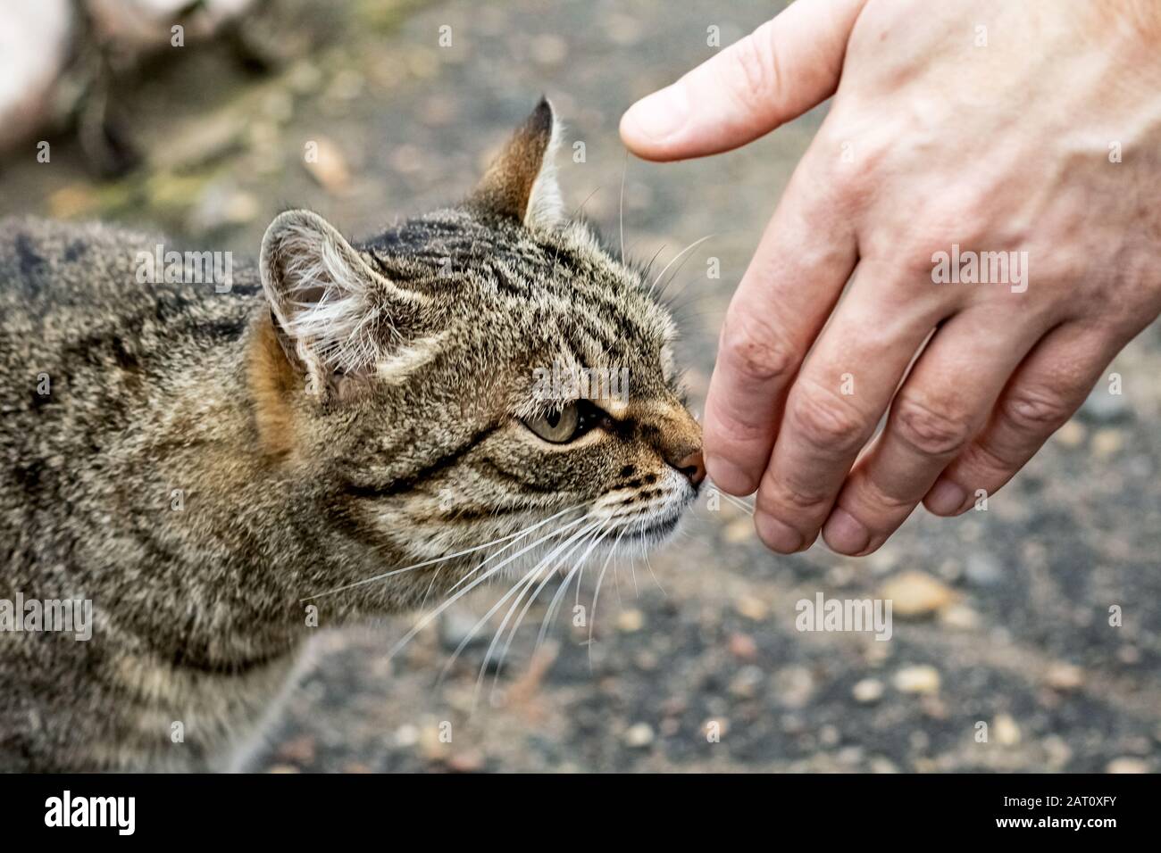 Homeless man with cat hi-res stock photography and images - Alamy