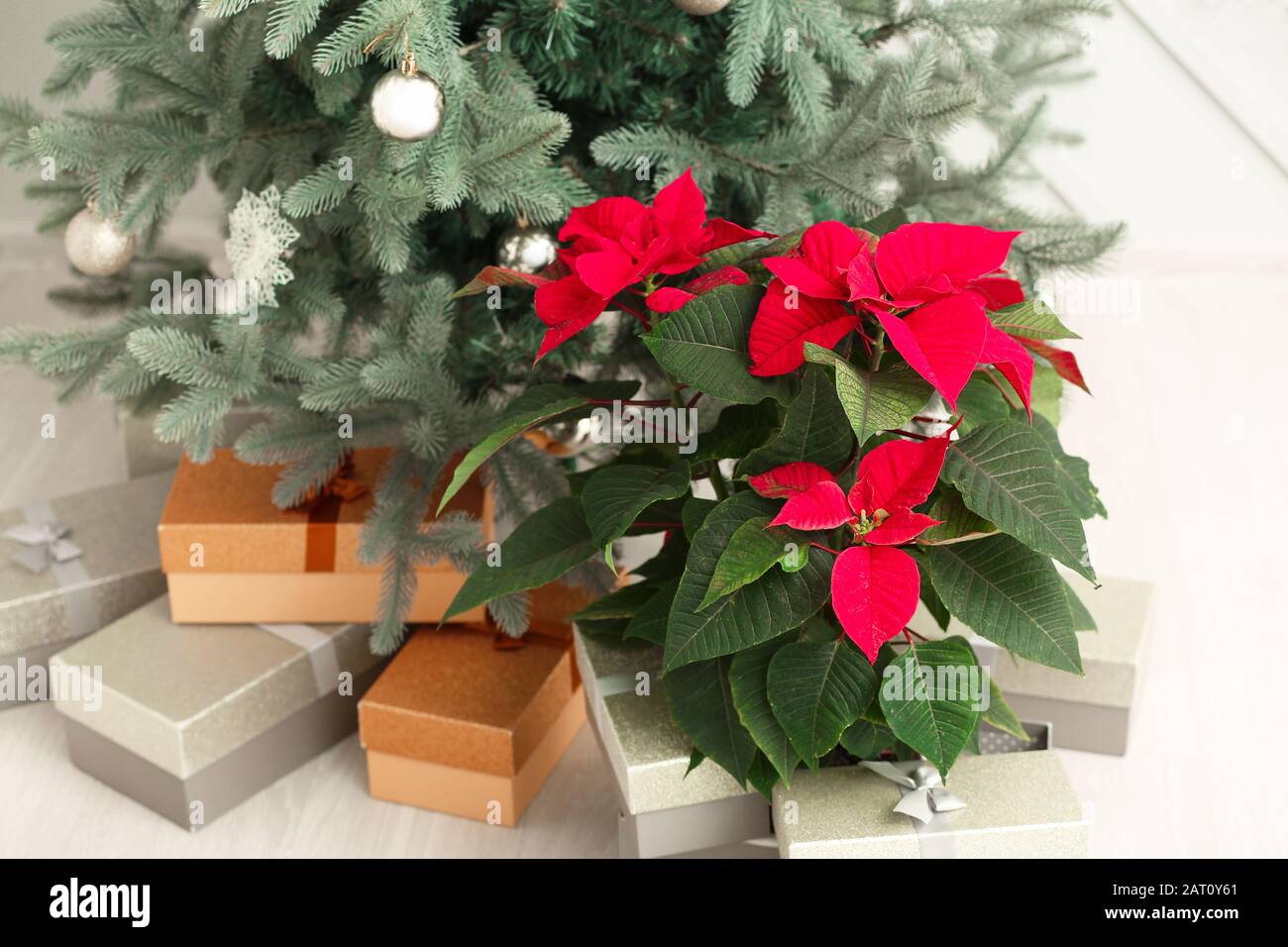 Poinsettia tree mexico hi-res stock photography and images - Alamy