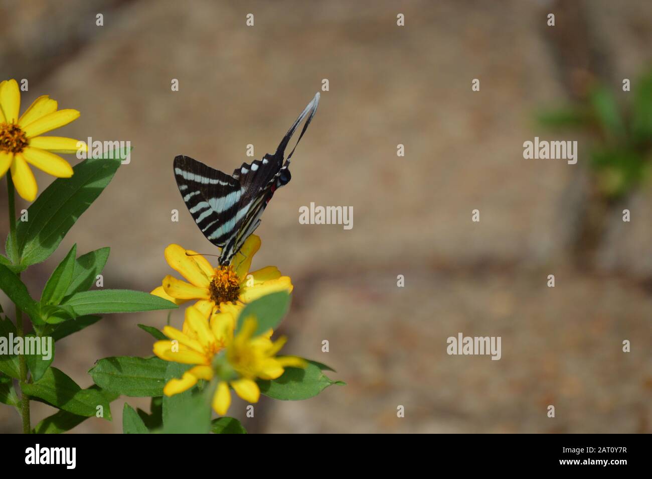 Tiger striped butterfly hi-res stock photography and images - Alamy