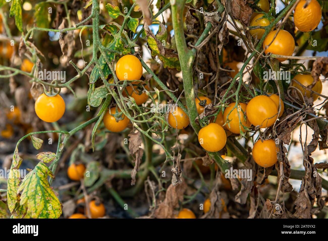 galina's cherry heirloom tomato plant, close up on ripe small size ...
