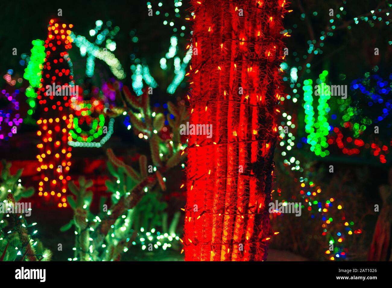 red light cactus with a luminous garland at night. new year in mexico ...