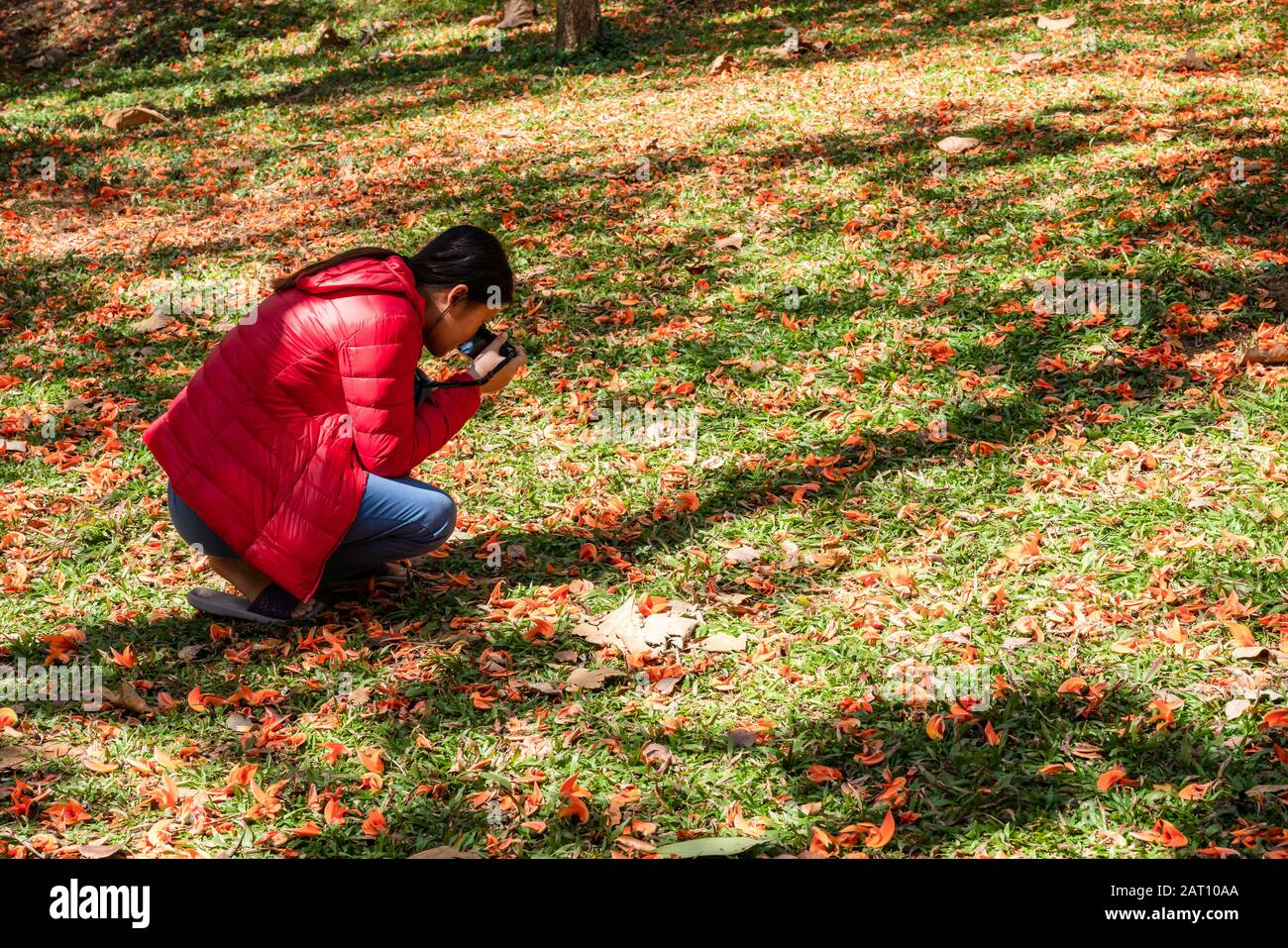 The girl is watching the flowers falling from the Butea monosperma tree ...