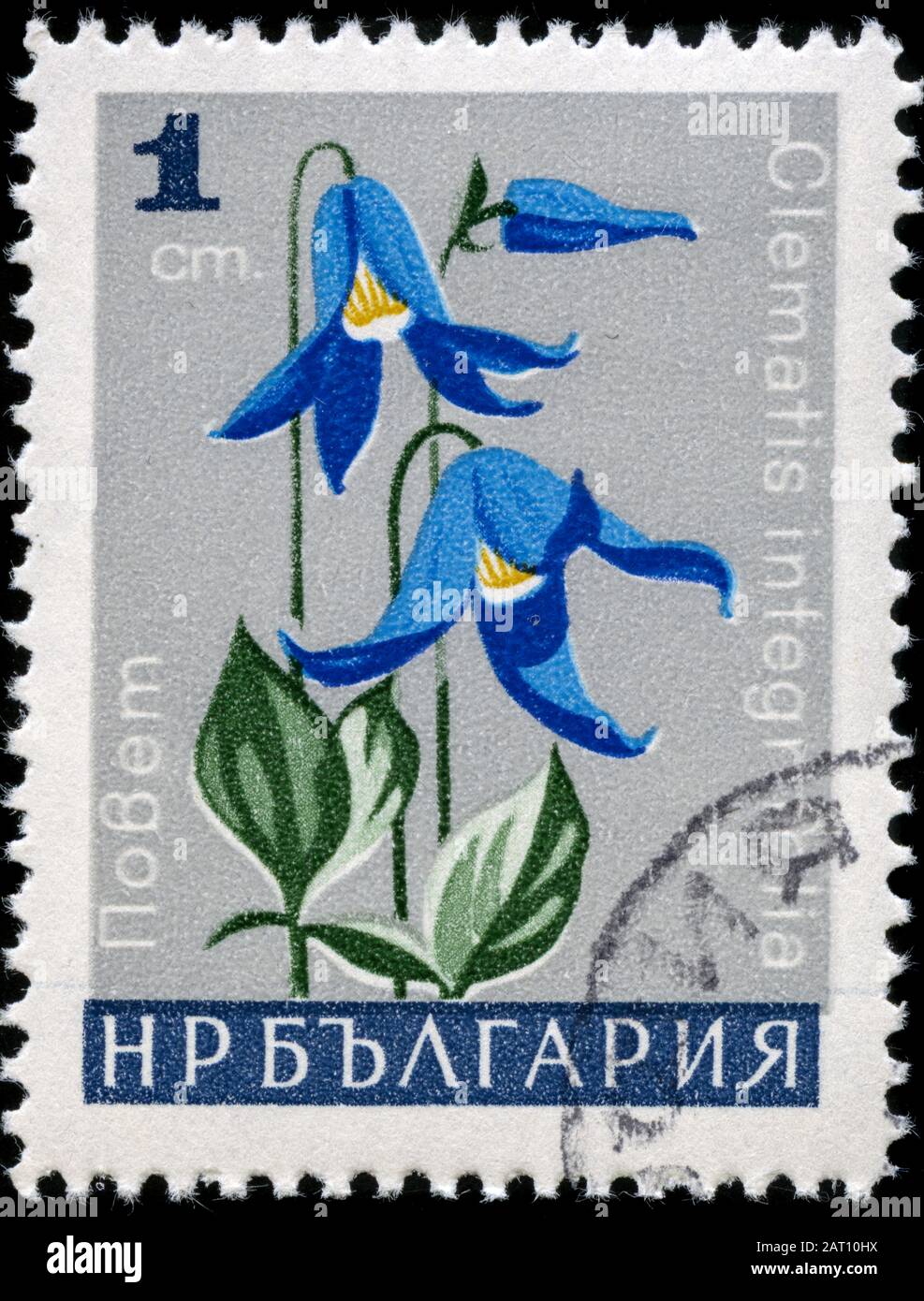 Integrifolia series hi-res stock photography and images - Alamy