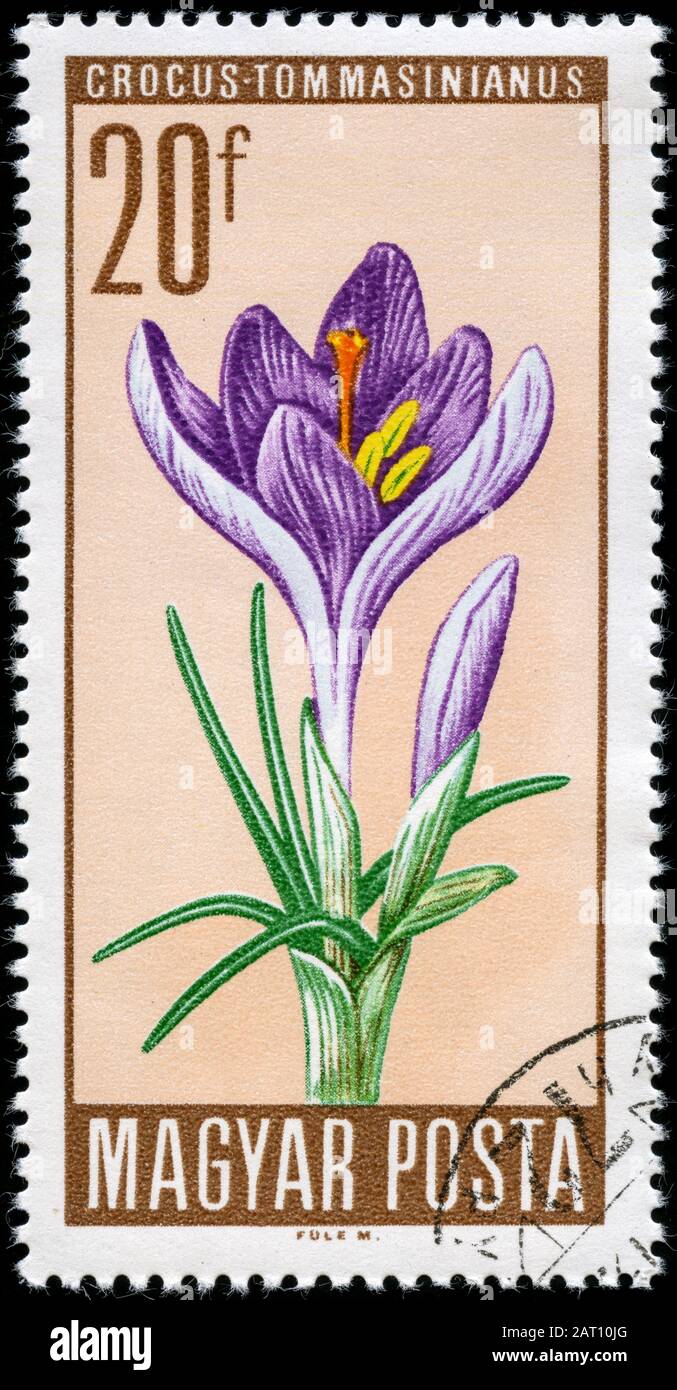 Woodland Crocus (Crocus tommasinianus Stock Photo - Alamy