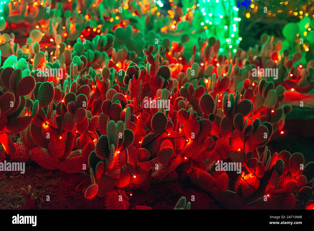 cactus with a luminous garland at night. new year in mexico Stock Photo ...