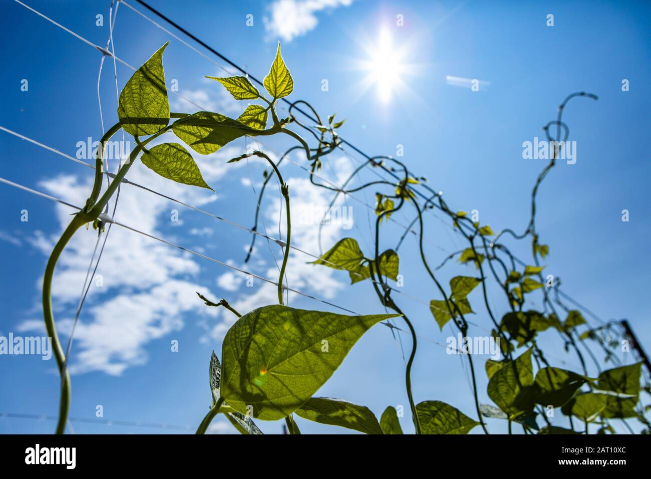 Net trellis hi-res stock photography and images - Alamy
