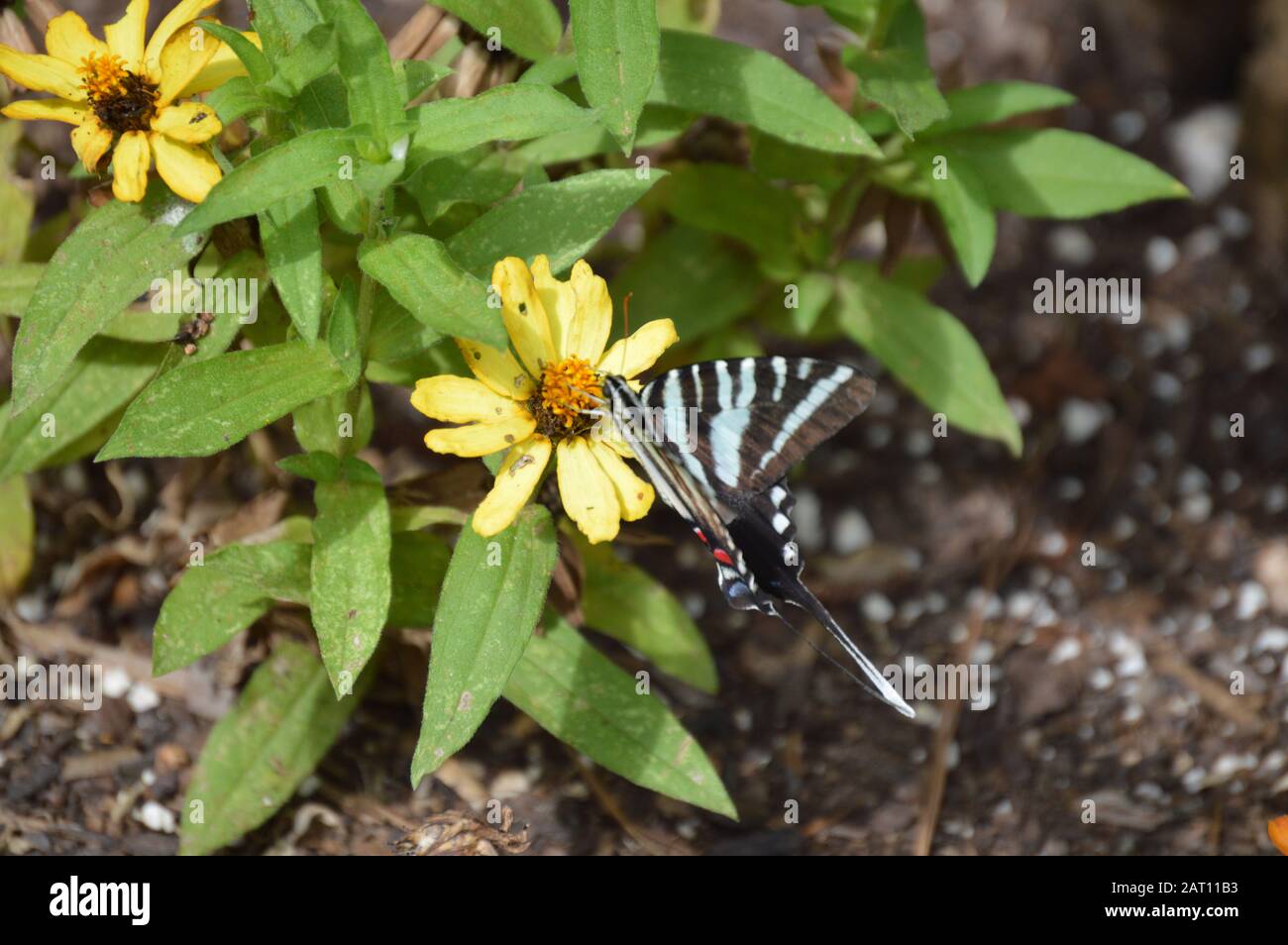 Tiger striped butterfly hi-res stock photography and images - Alamy
