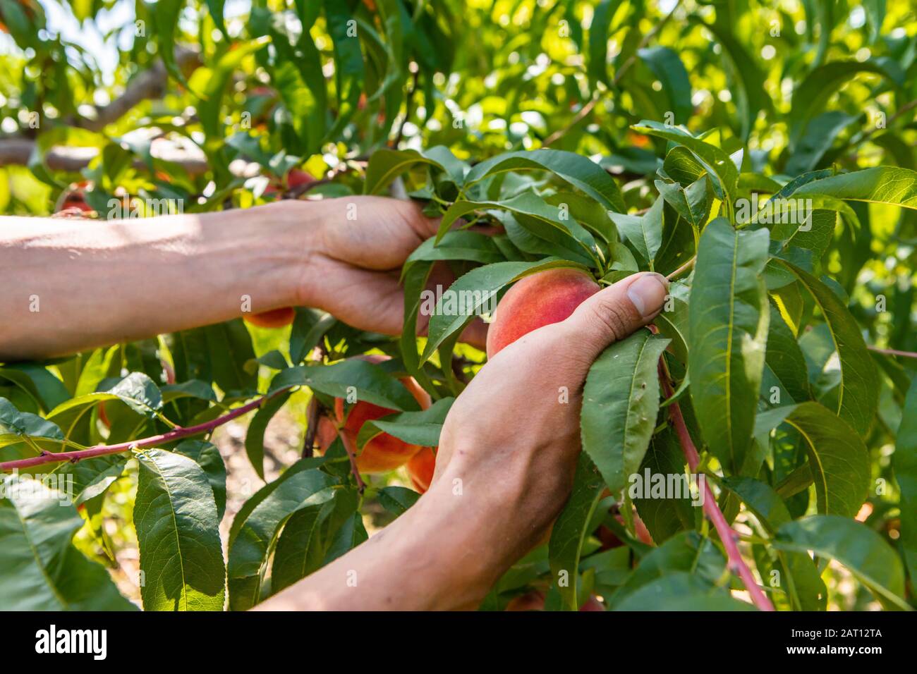 close up on farm worker hands as he picking ripe organic peach fruits ...