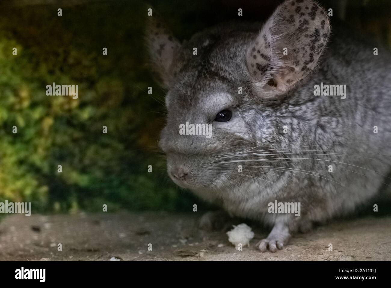 A gray squirrel degu sits close up Stock Photo - Alamy
