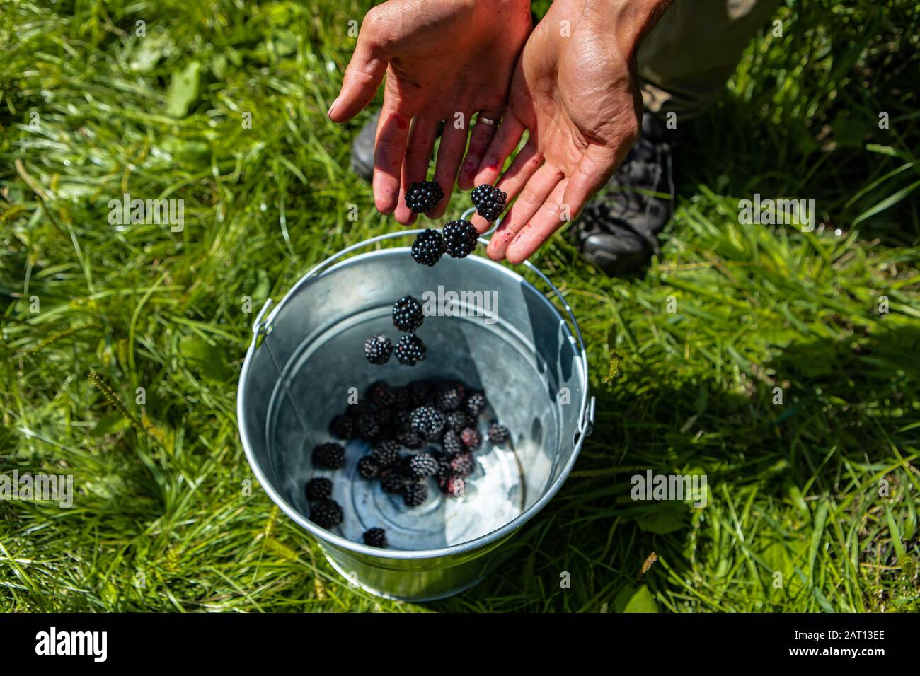 Bucket with blackberries hi-res stock photography and images - Alamy